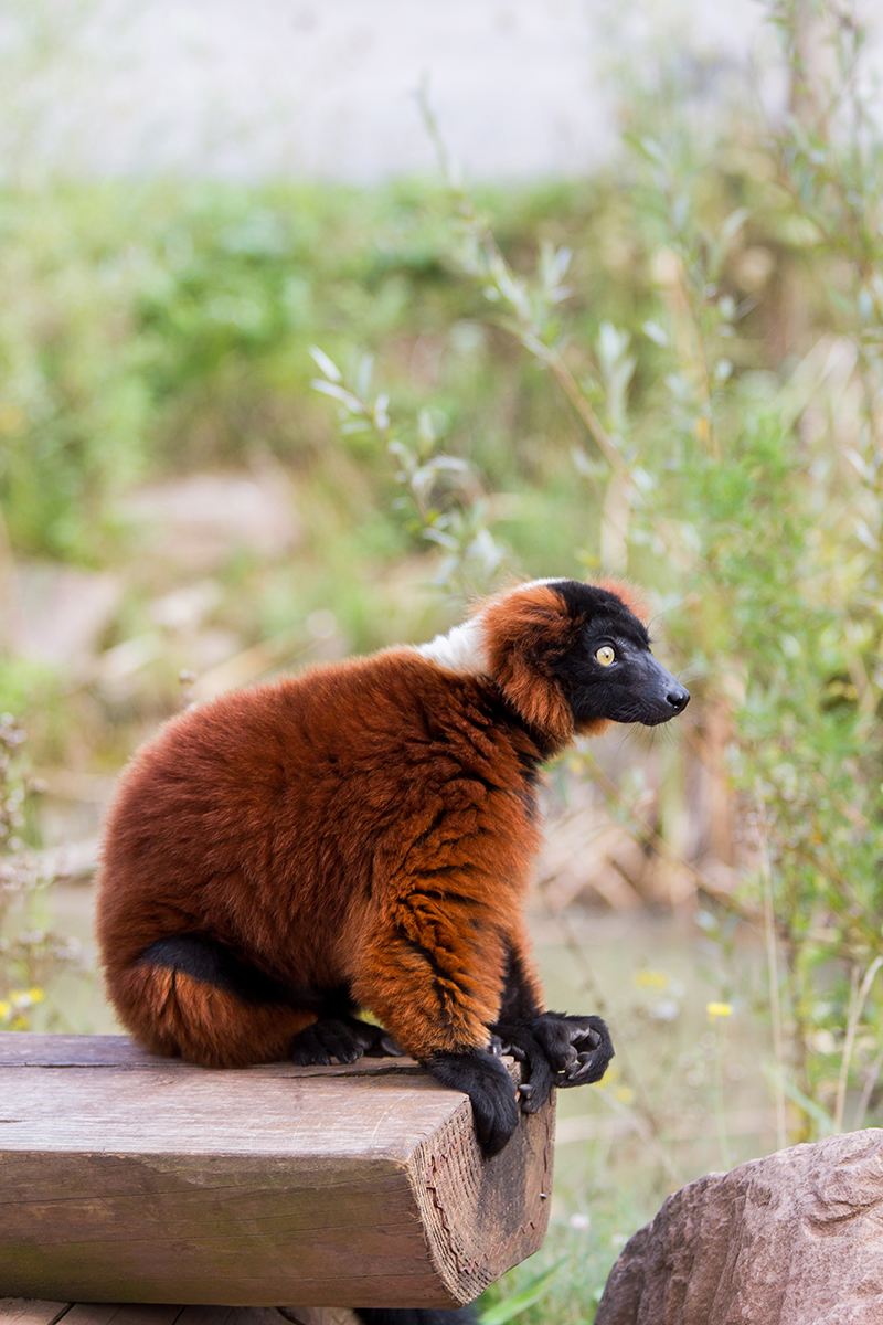 Vari Roux II par Delphine Comte – Delphine Comte